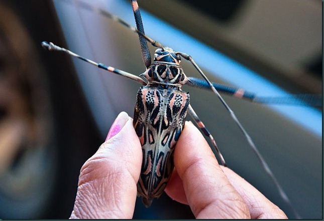 Journey With Children: Tribal bug